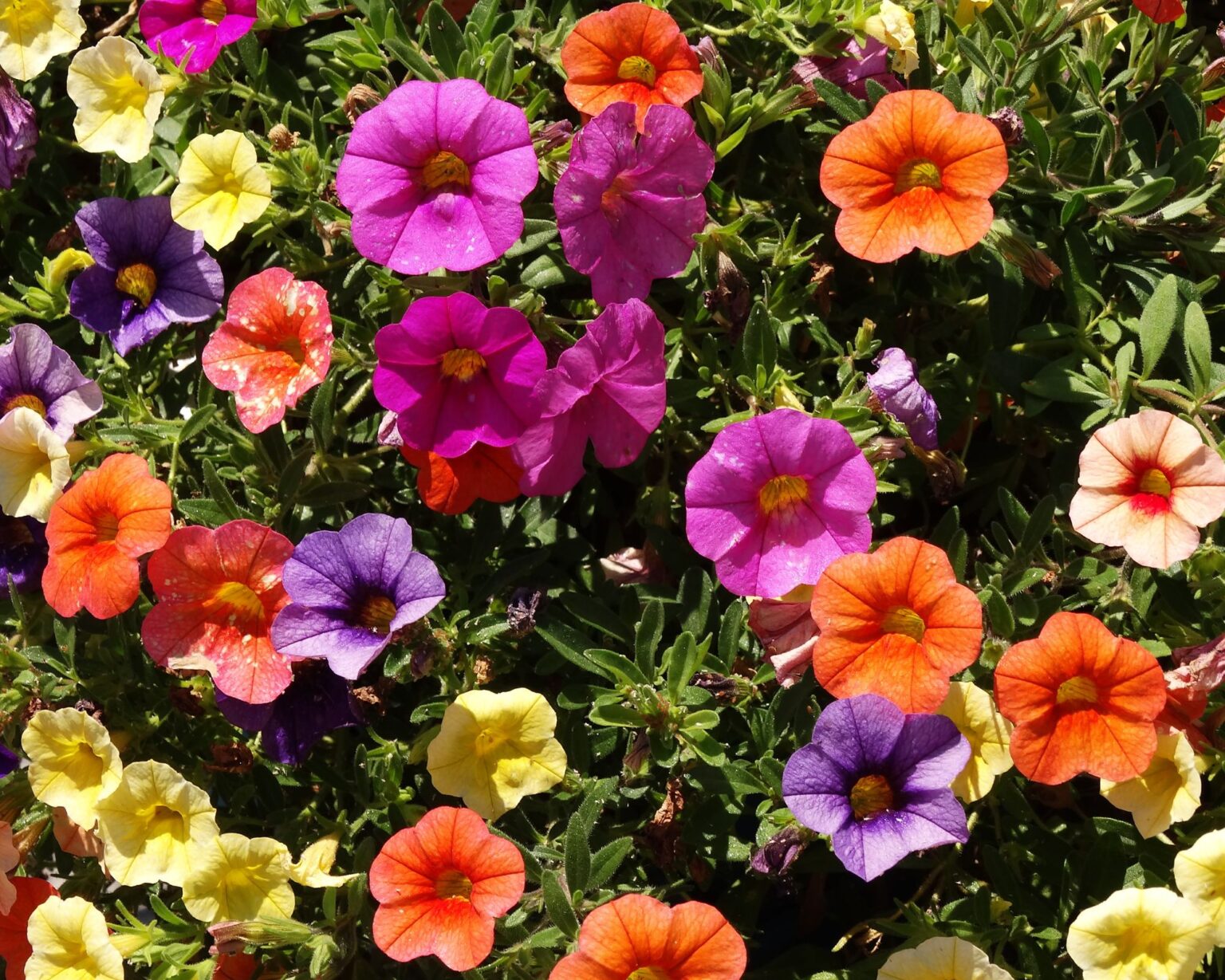 25 Must-Have Flowers for a Beautiful, Colorful Garden - Complete Gardening