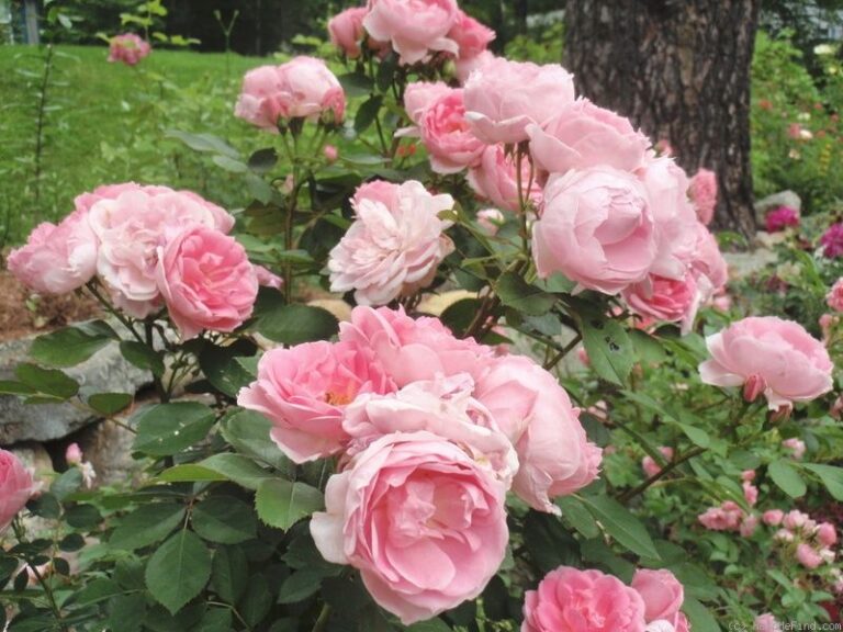 21 Winter Hardy Roses That Will Thrive Through the Coldest Seasons ...