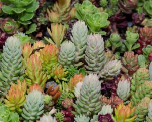 20 Plants With Extremely Long Lifespans – Lasting Beauty for Your ...