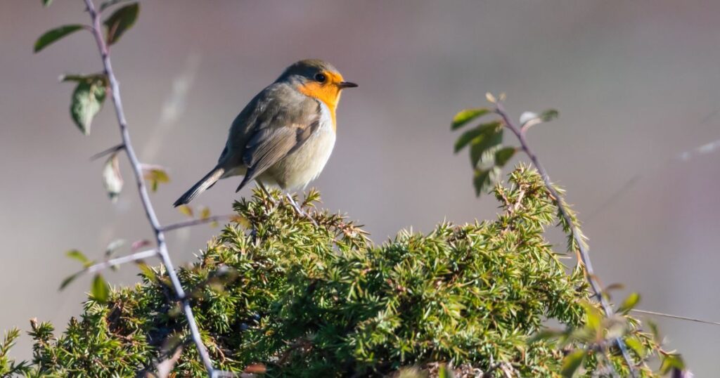 12 Best Shrubs for Robin-Friendly Yards - Complete Gardening