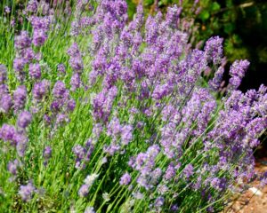 20 Plants With Extremely Long Lifespans – Lasting Beauty for Your ...