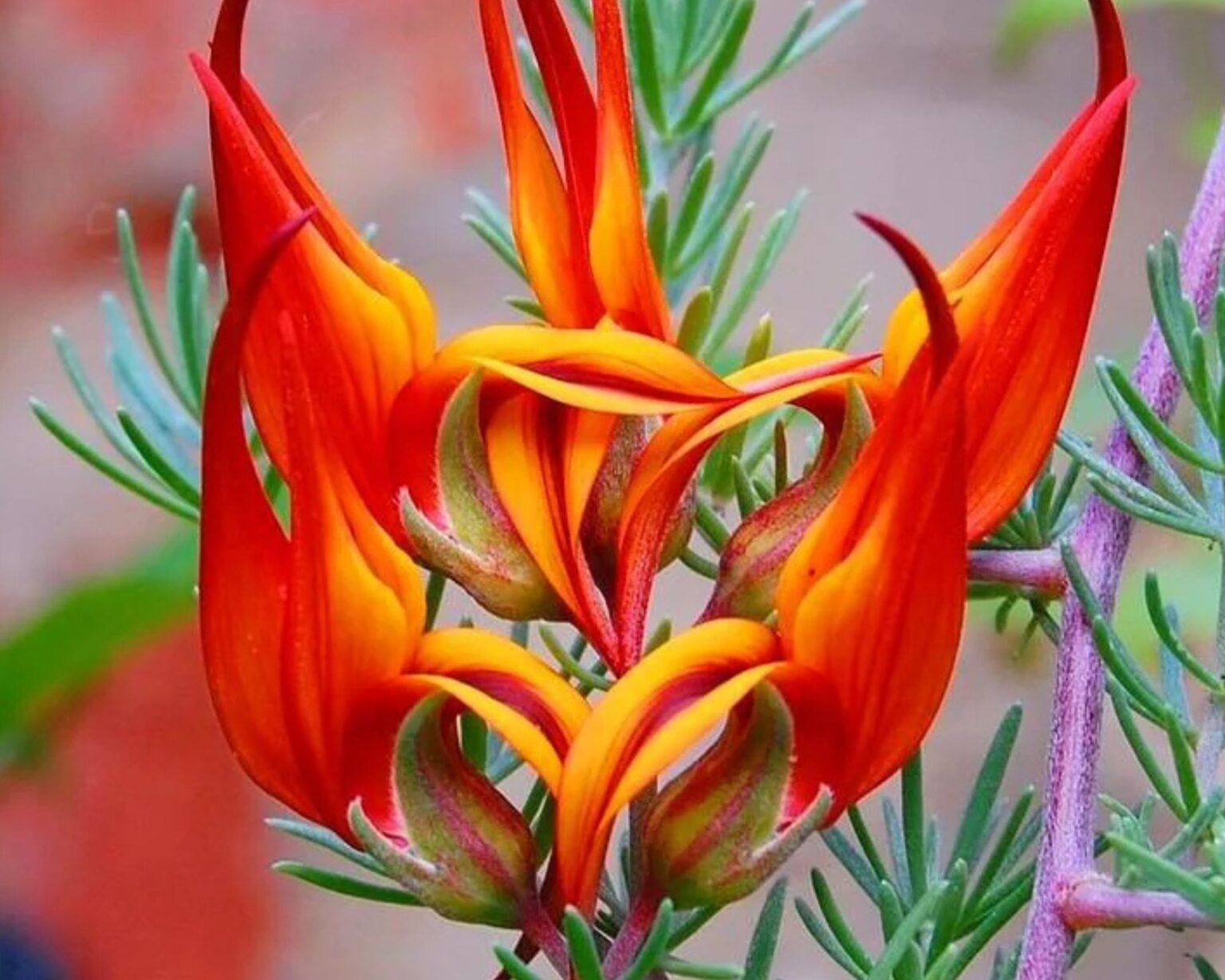 Top 22 Rarest Plants in the World - Complete Gardening