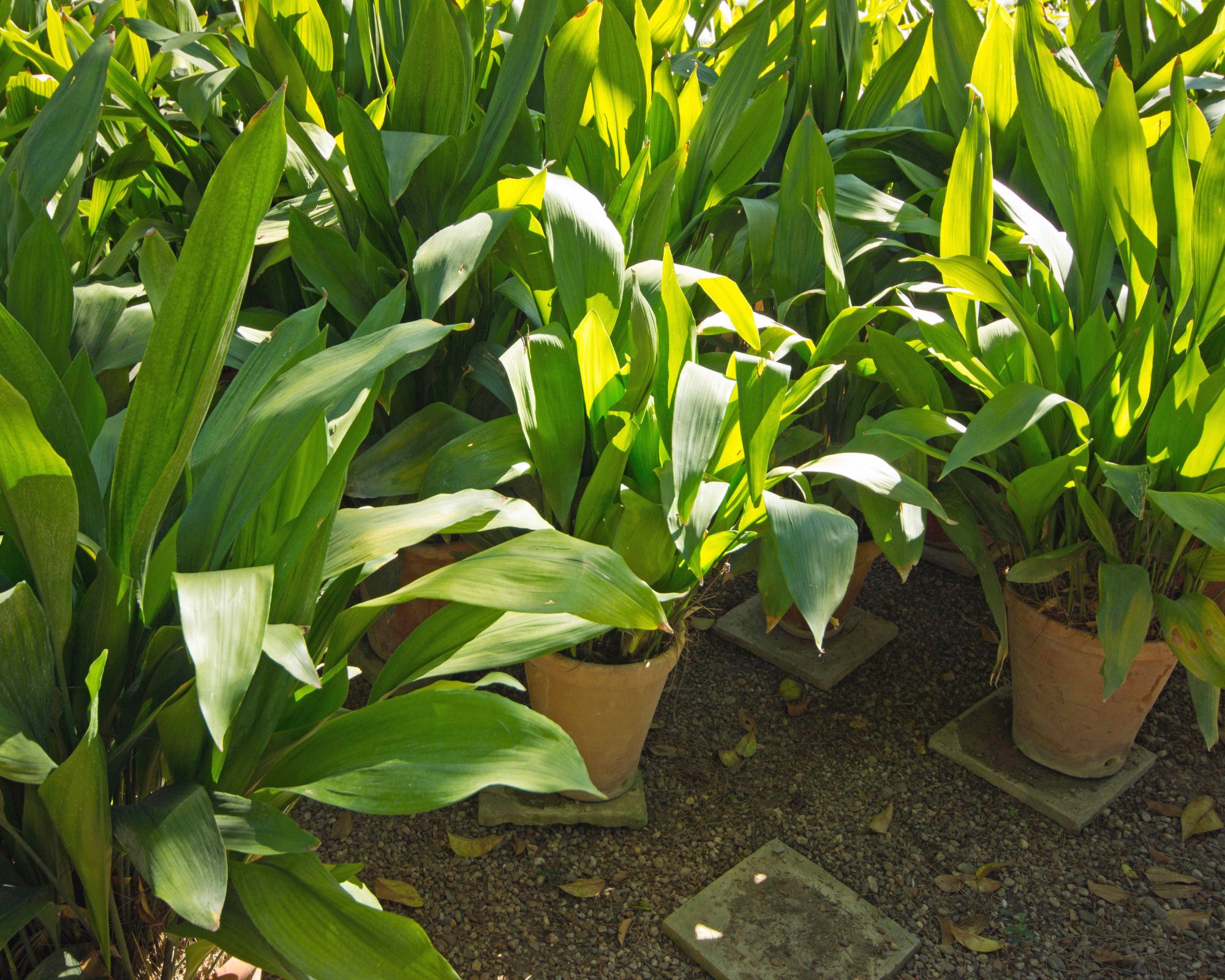 20 Plants With Extremely Long Lifespans – Lasting Beauty for Your ...