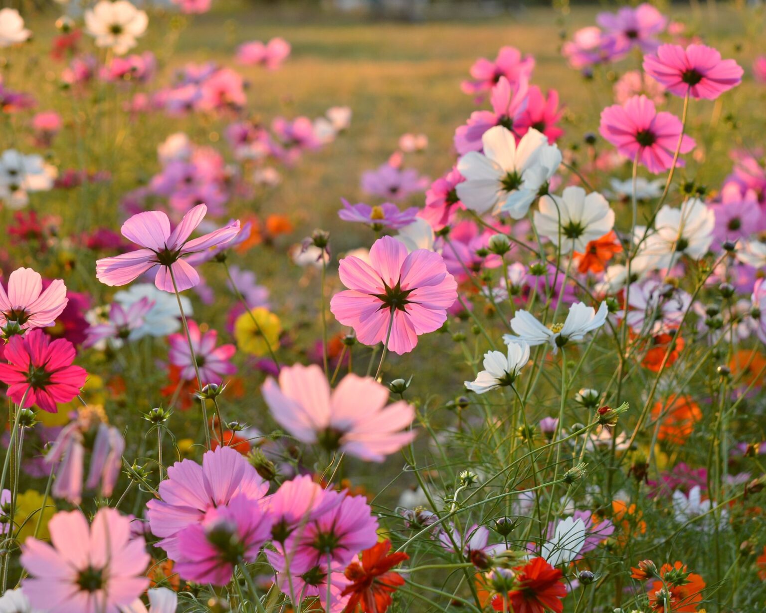 25 Must-Have Flowers for a Beautiful, Colorful Garden - Complete Gardening