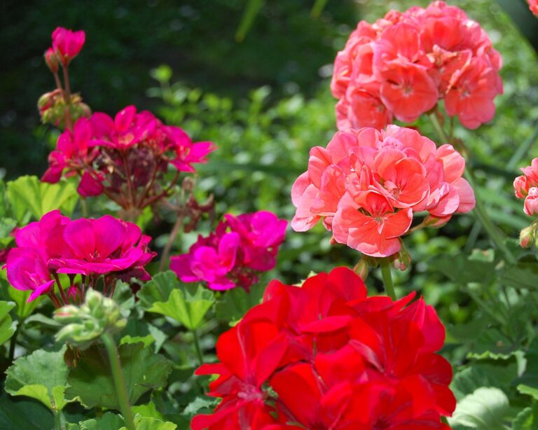 25 Must-Have Flowers for a Beautiful, Colorful Garden - Complete Gardening