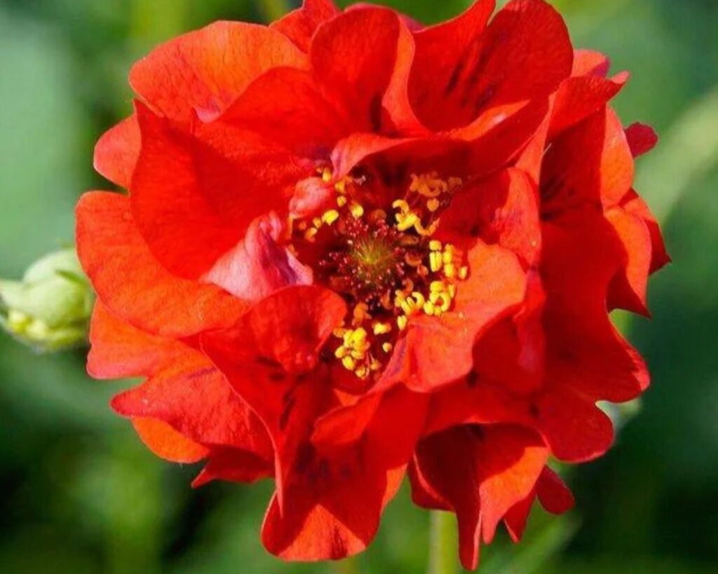 Top 15 Red Perennial Flowers for Year-Round Color - Complete Gardening