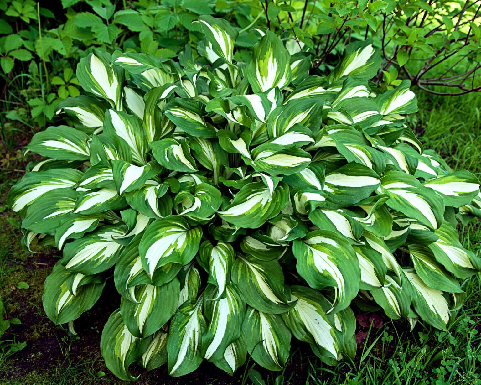 20 Plants With Extremely Long Lifespans – Lasting Beauty for Your ...