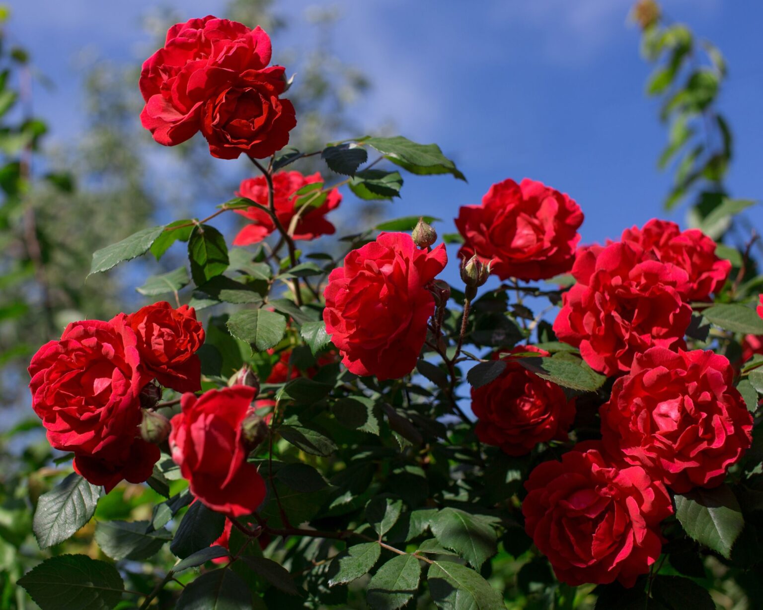 Anniversary Blooms: The Perfect Flower for Each Milestone - Complete ...