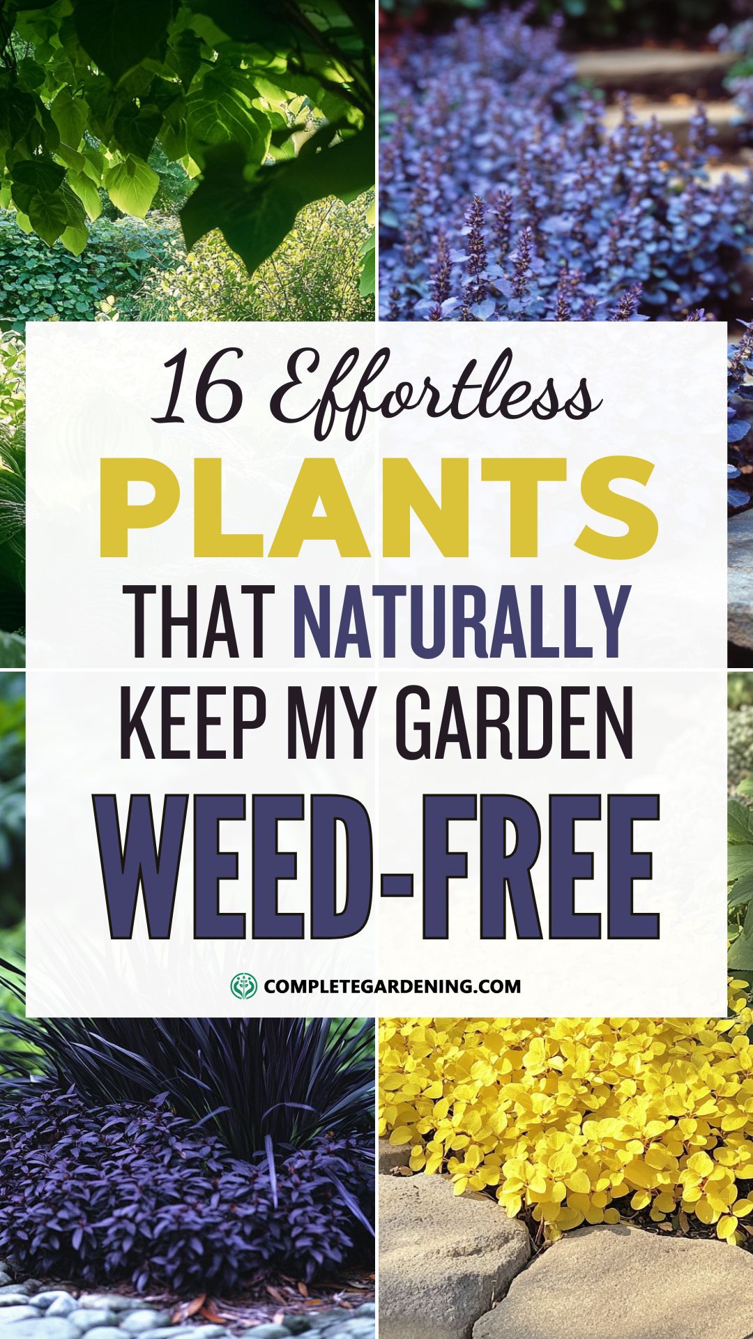 16 Effortless Plants That Naturally Keep My Garden Weed-Free - Complete ...