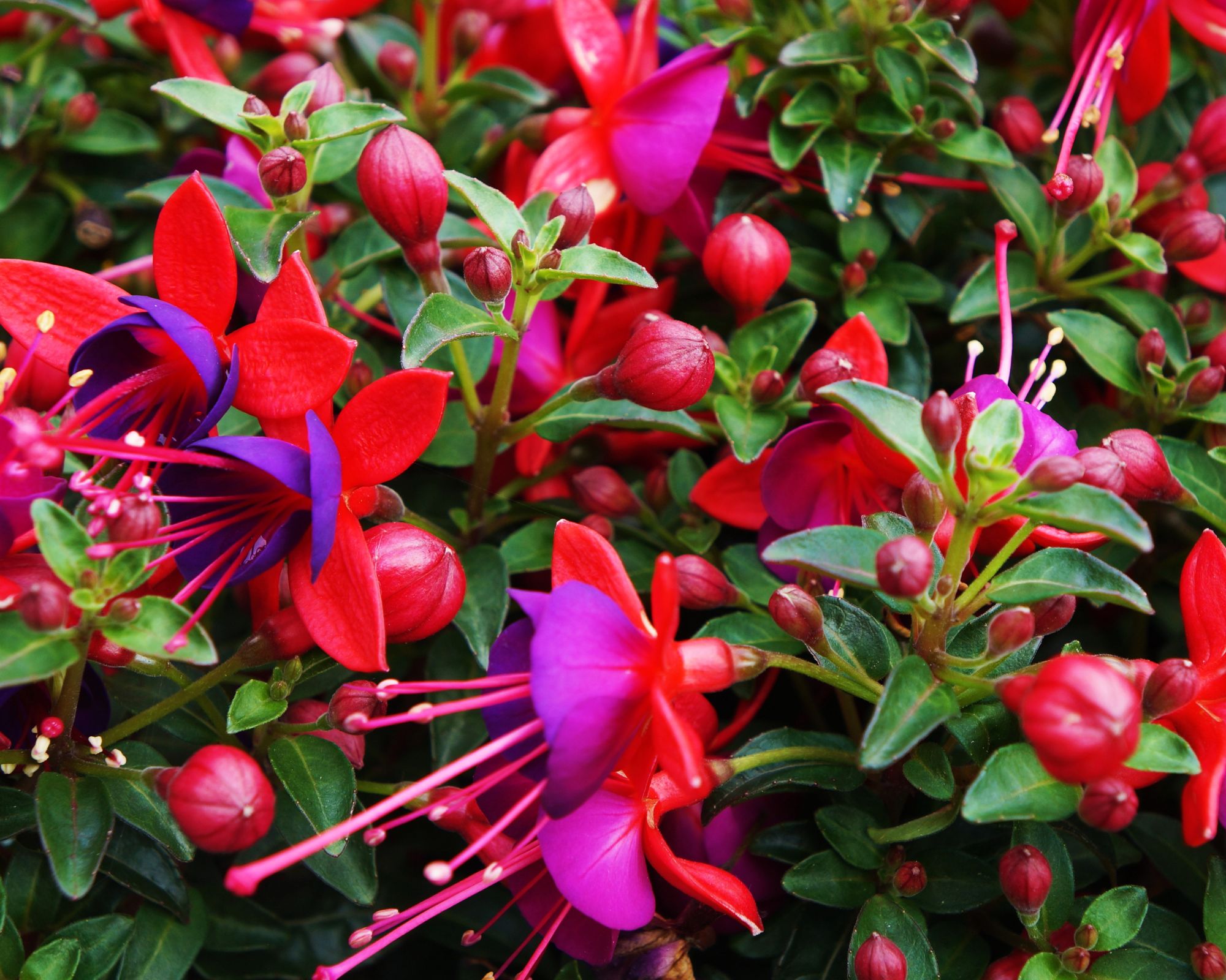 25 Must-Have Flowers for a Beautiful, Colorful Garden - Complete Gardening