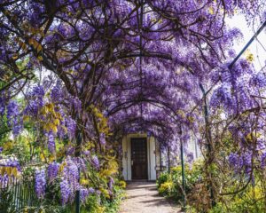 20 Plants With Extremely Long Lifespans – Lasting Beauty for Your ...