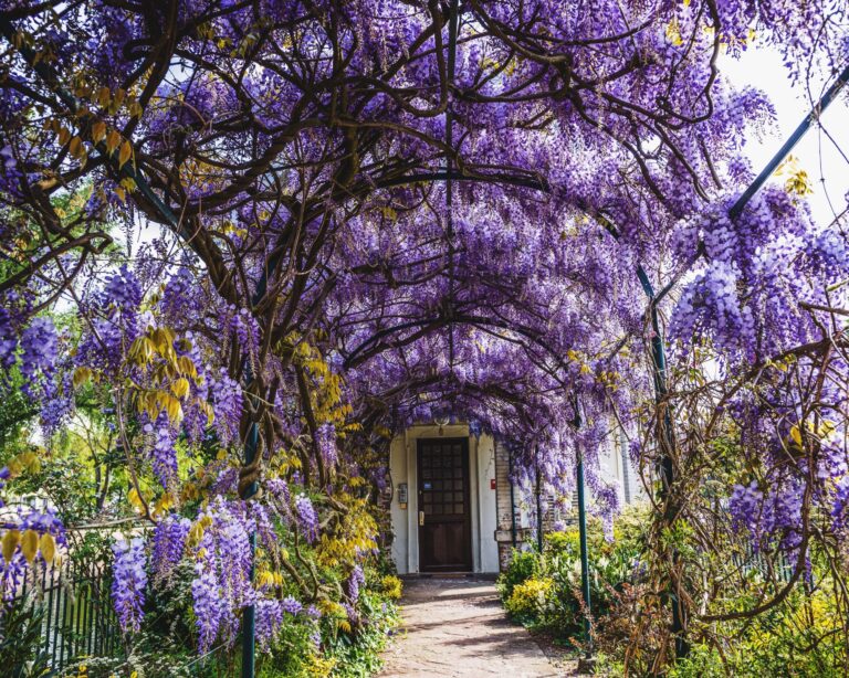 20 Plants With Extremely Long Lifespans – Lasting Beauty for Your ...