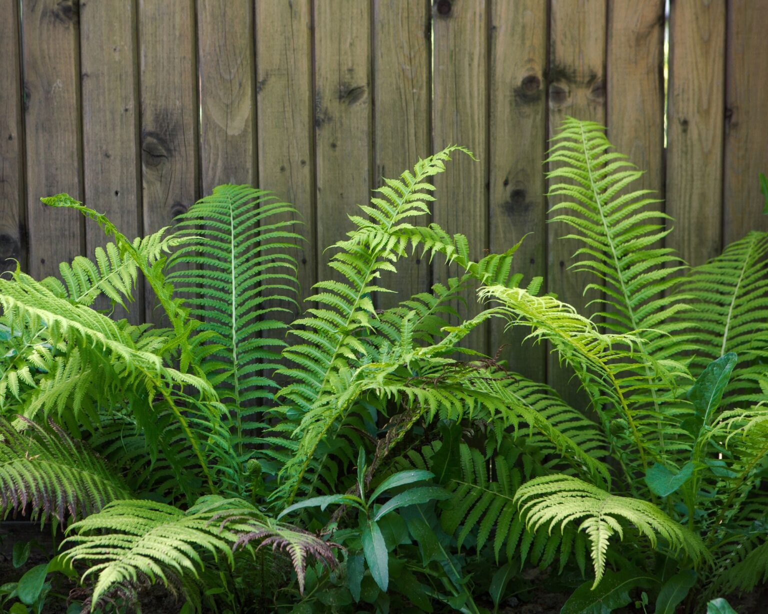 20 Plants With Extremely Long Lifespans – Lasting Beauty for Your ...