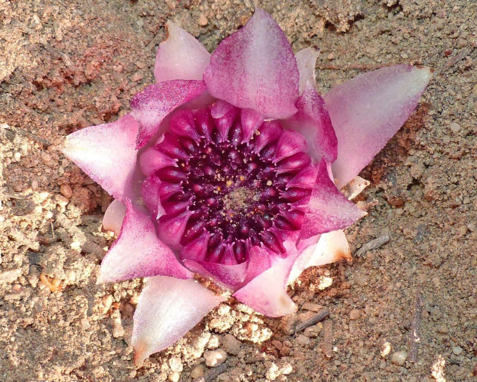 Top 22 Rarest Plants in the World - Complete Gardening