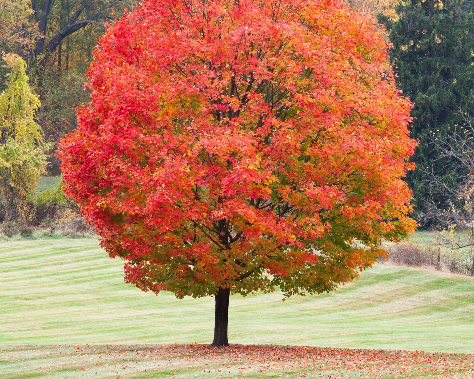 20 Plants With Extremely Long Lifespans – Lasting Beauty for Your ...