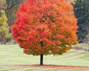 20 Plants With Extremely Long Lifespans – Lasting Beauty for Your ...