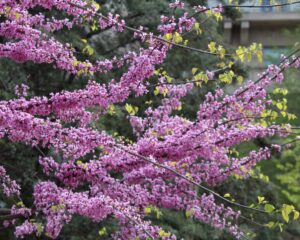 10 Pink Flowering Trees for a Dreamy Garden Full of Color - Complete ...