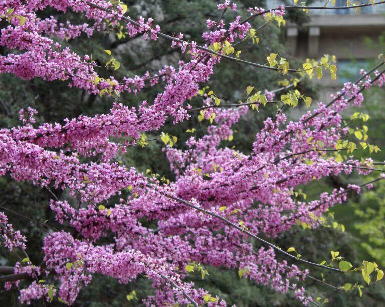 10 Pink Flowering Trees for a Dreamy Garden Full of Color - Complete ...