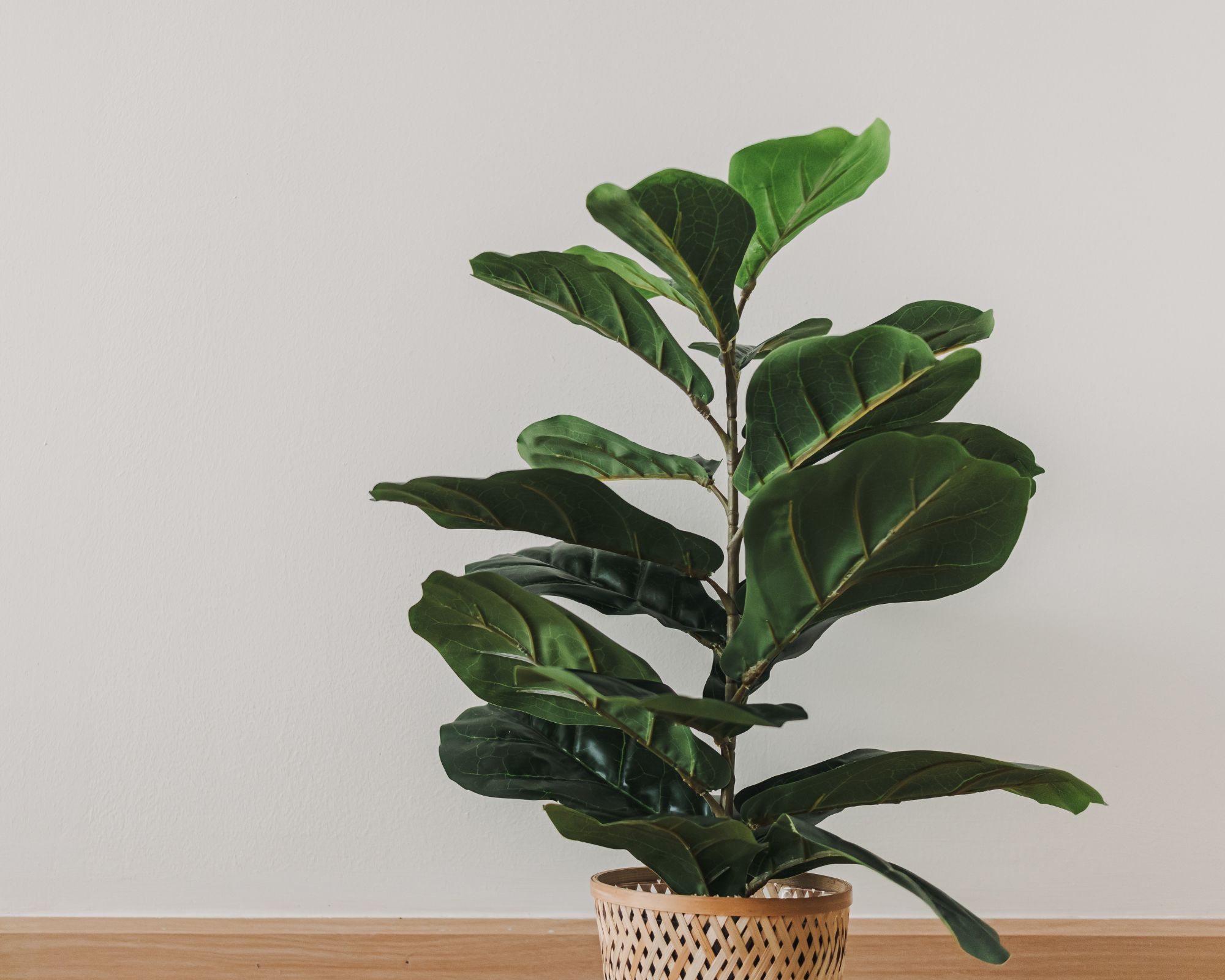 20 Plants With Extremely Long Lifespans – Lasting Beauty for Your ...