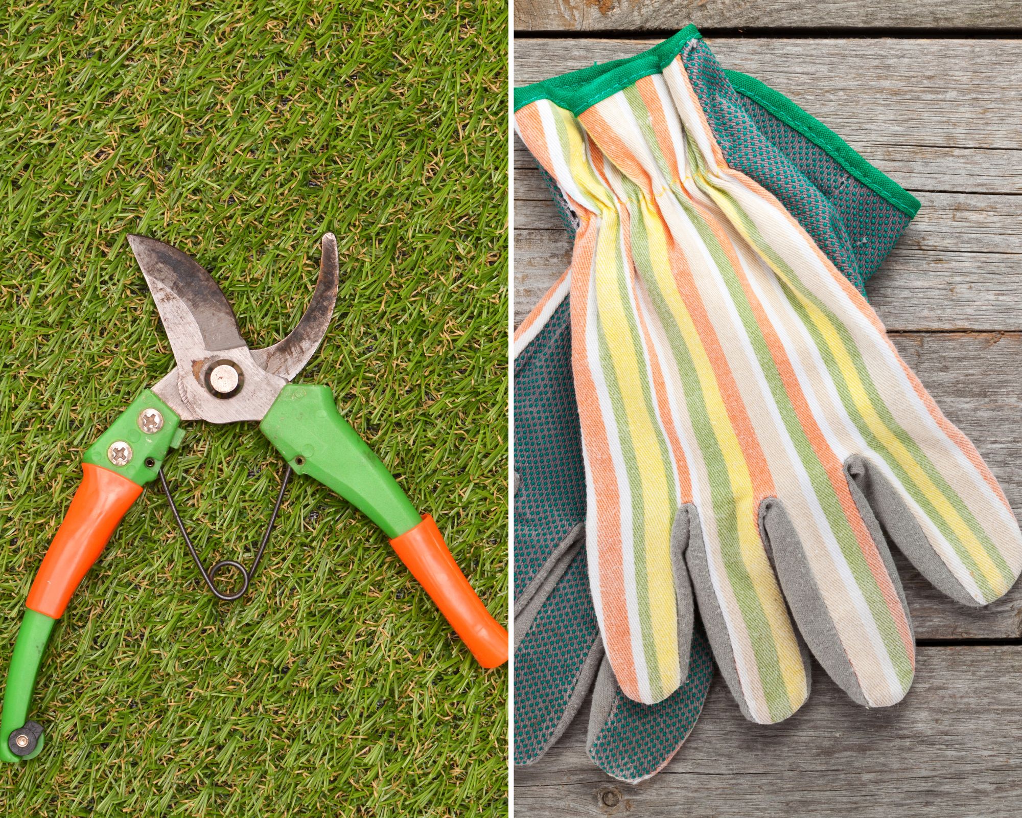 12 Fall Pruning Essentials for Healthy Hostas - Complete Gardening