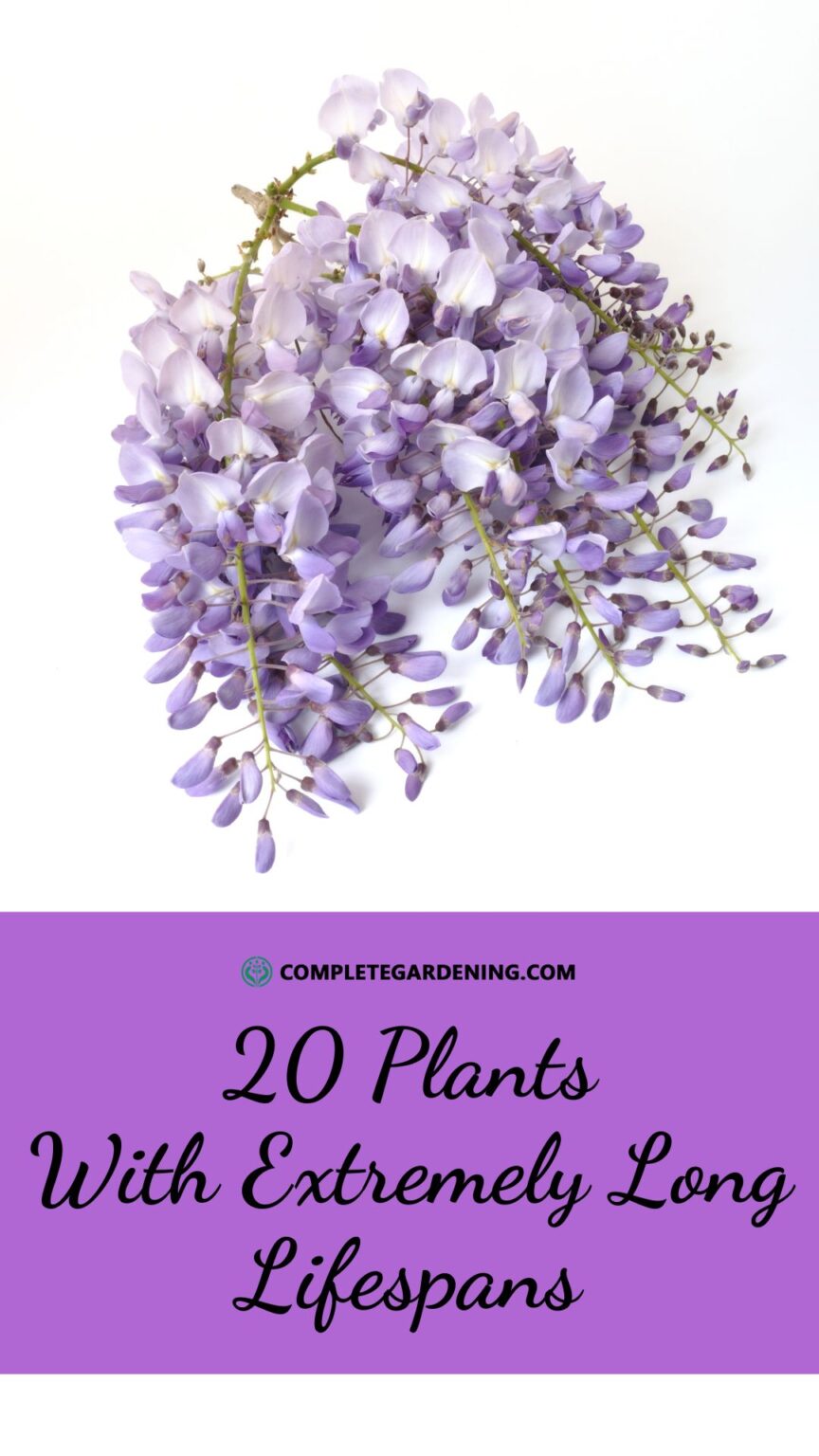 20 Plants With Extremely Long Lifespans – Lasting Beauty for Your ...
