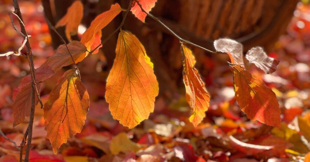 20 Top Picks: Trees With the Most Spectacular Fall Colors - Complete ...