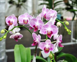 20 Plants With Extremely Long Lifespans – Lasting Beauty for Your ...