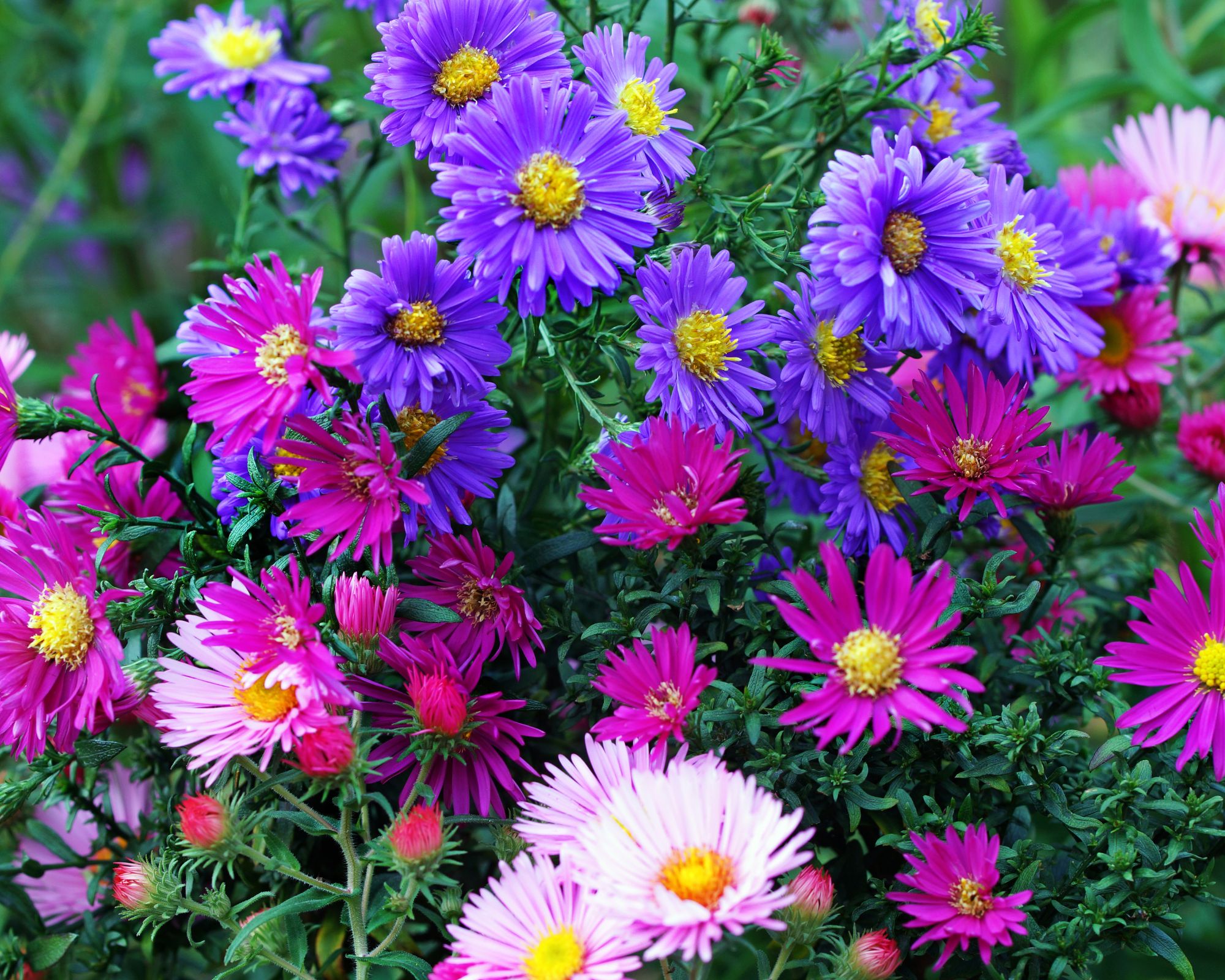 Anniversary Blooms: The Perfect Flower for Each Milestone - Complete ...
