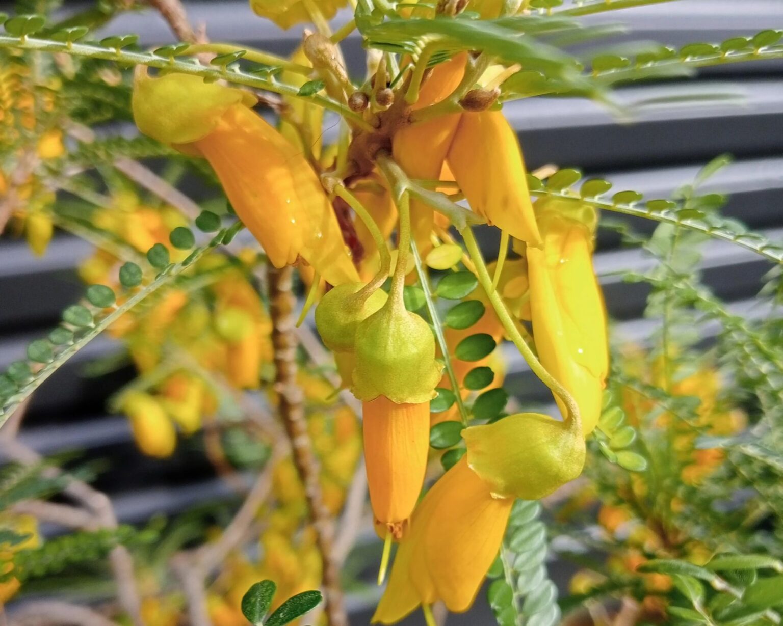 Top 22 Rarest Plants in the World - Complete Gardening