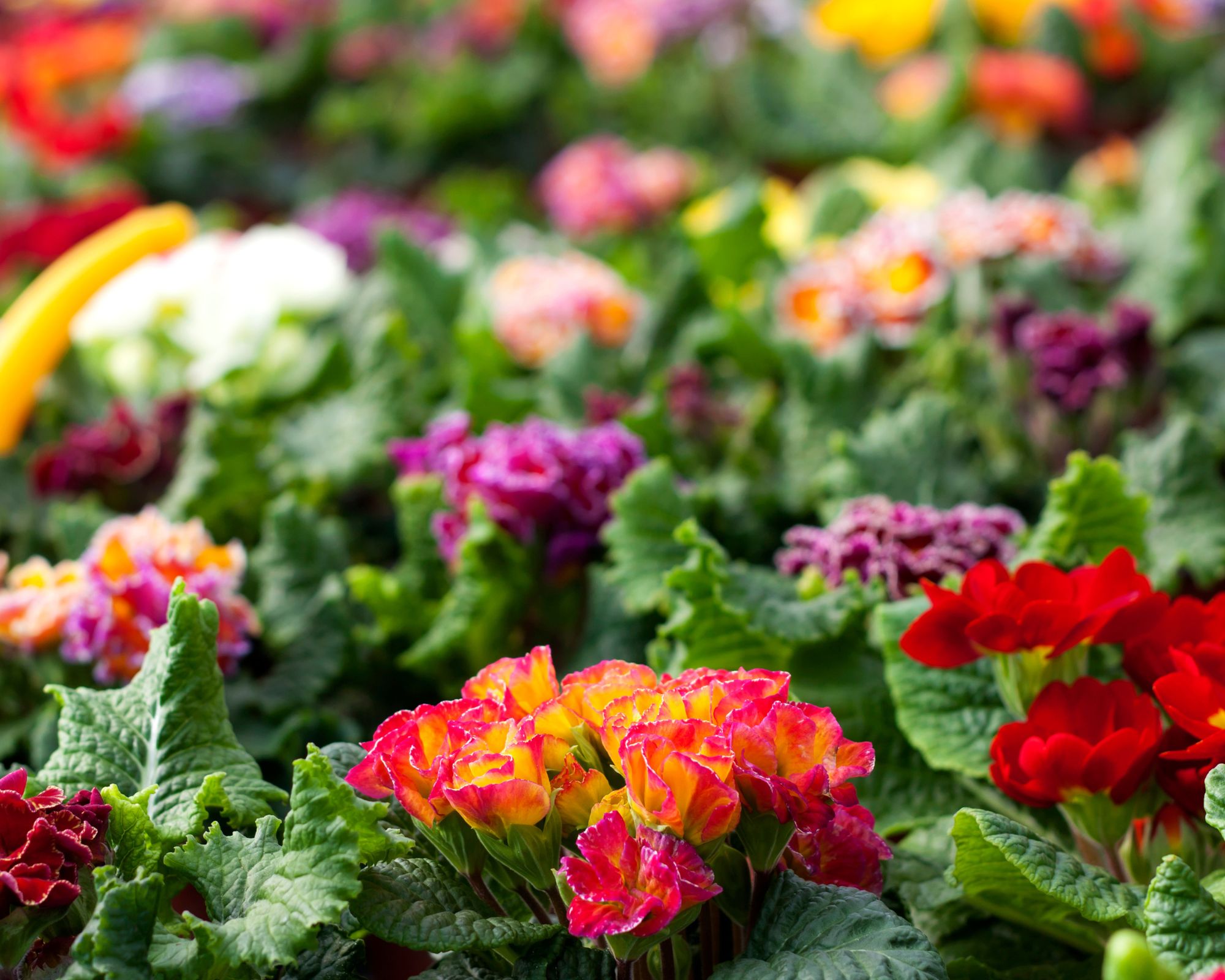25 Must-Have Flowers for a Beautiful, Colorful Garden - Complete Gardening