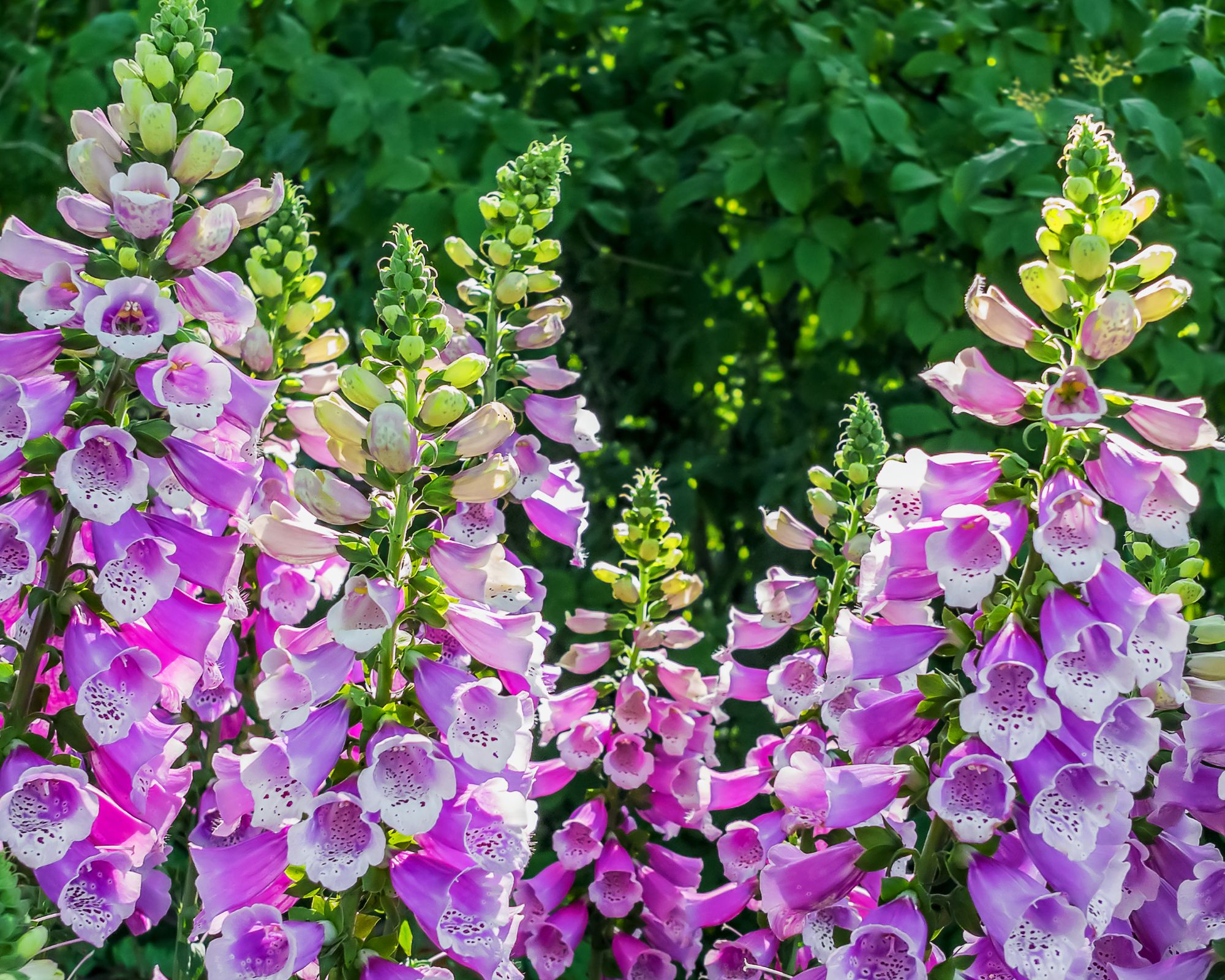 25 Must-Have Flowers for a Beautiful, Colorful Garden - Complete Gardening