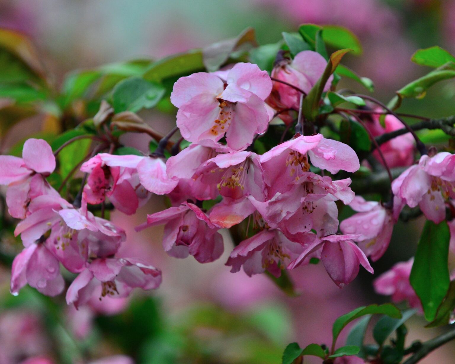 10 Pink Flowering Trees for a Dreamy Garden Full of Color - Complete ...