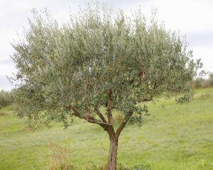 20 Plants With Extremely Long Lifespans – Lasting Beauty for Your ...