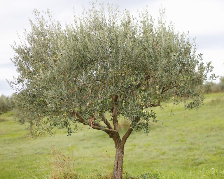 20 Plants With Extremely Long Lifespans – Lasting Beauty for Your ...