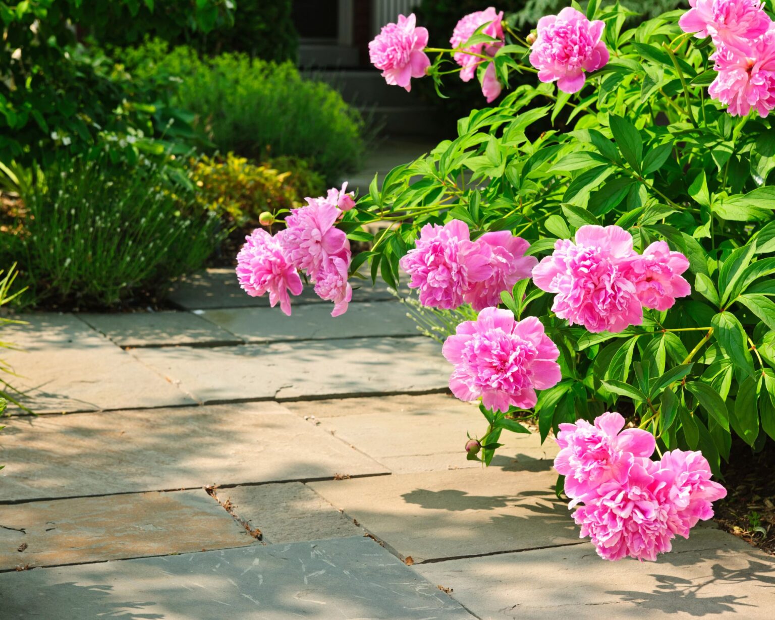 25 Must-Have Flowers for a Beautiful, Colorful Garden - Complete Gardening