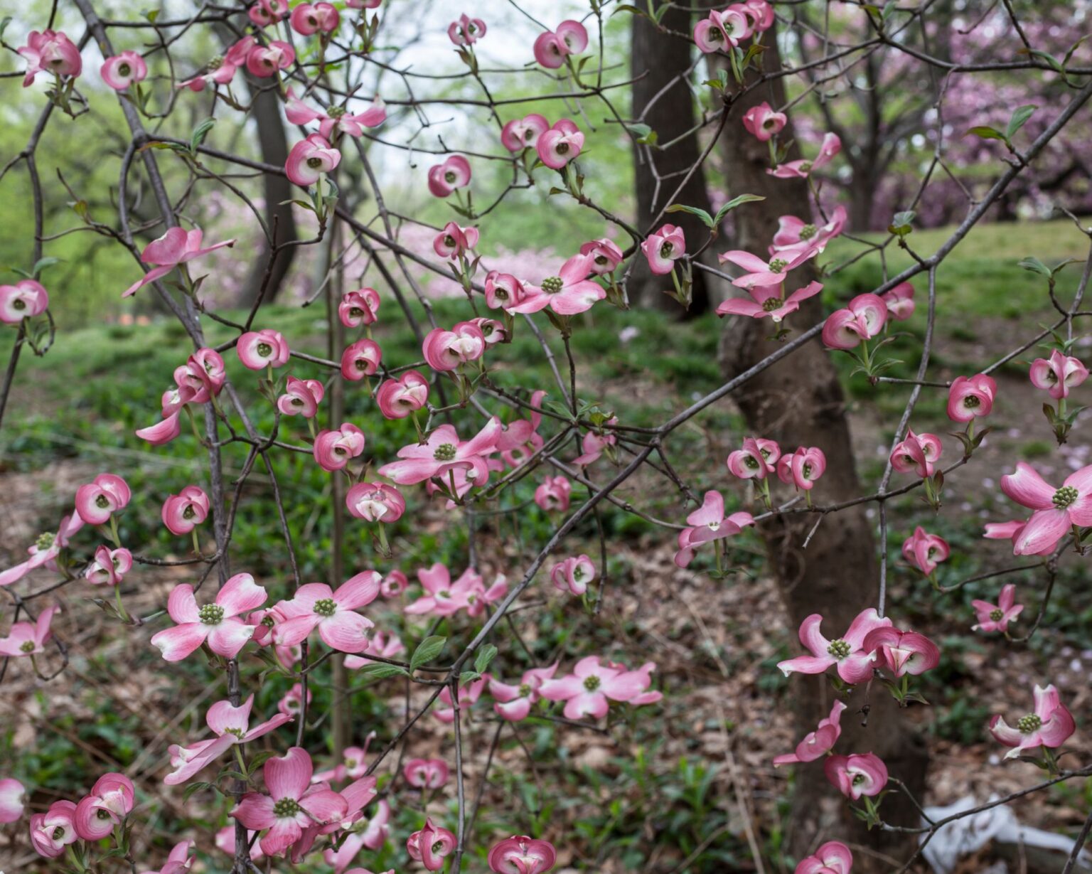 10 Pink Flowering Trees for a Dreamy Garden Full of Color - Complete ...
