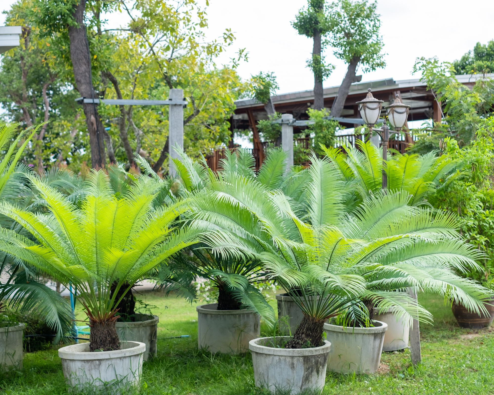20 Plants With Extremely Long Lifespans – Lasting Beauty for Your ...