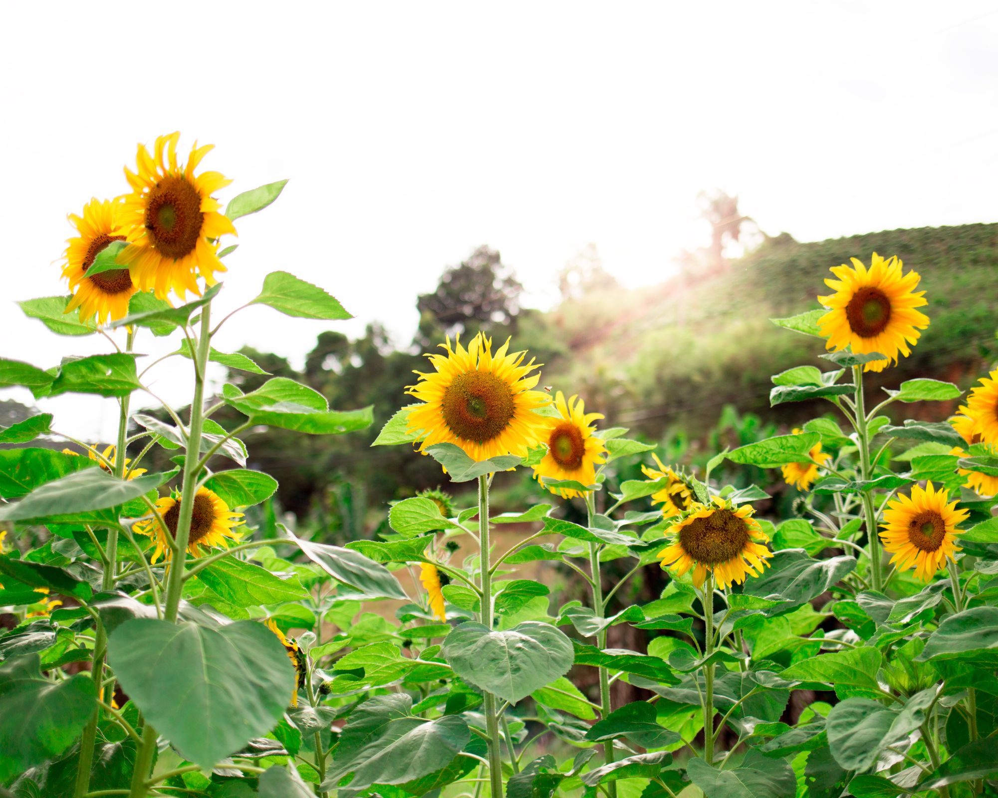 25 Must-Have Flowers for a Beautiful, Colorful Garden - Complete Gardening