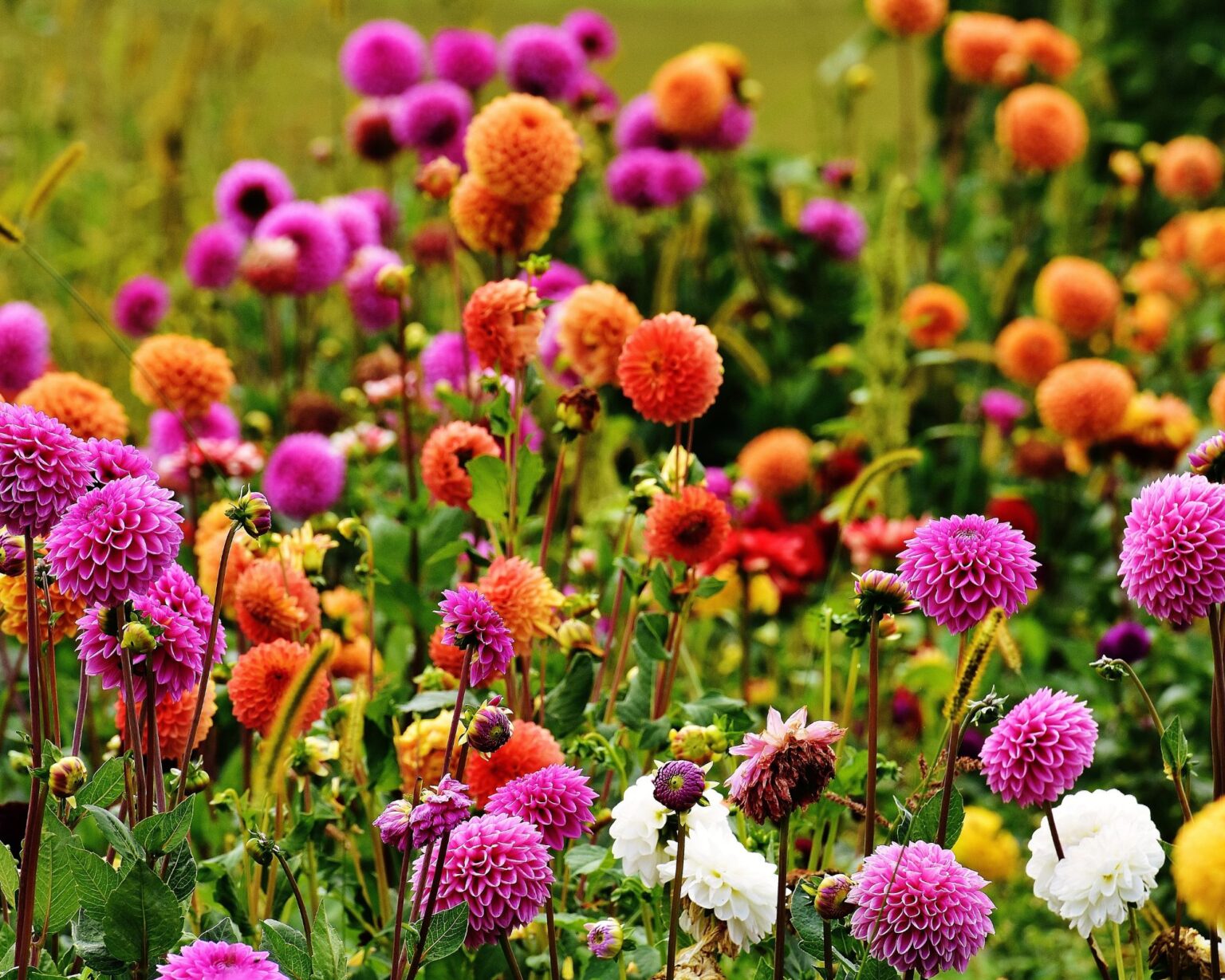 25 Must-Have Flowers for a Beautiful, Colorful Garden - Complete Gardening