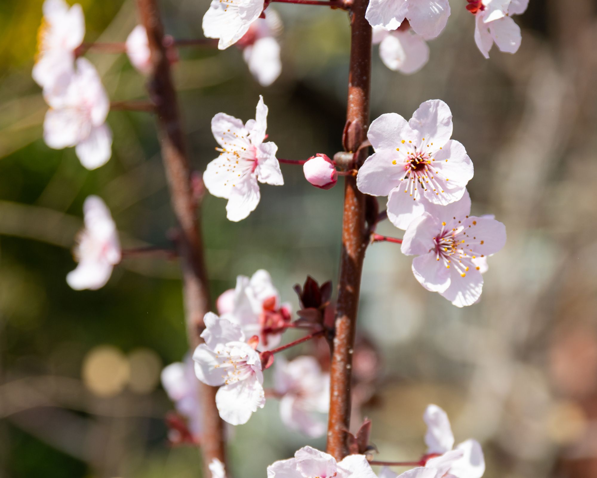 10 Pink Flowering Trees for a Dreamy Garden Full of Color - Complete ...