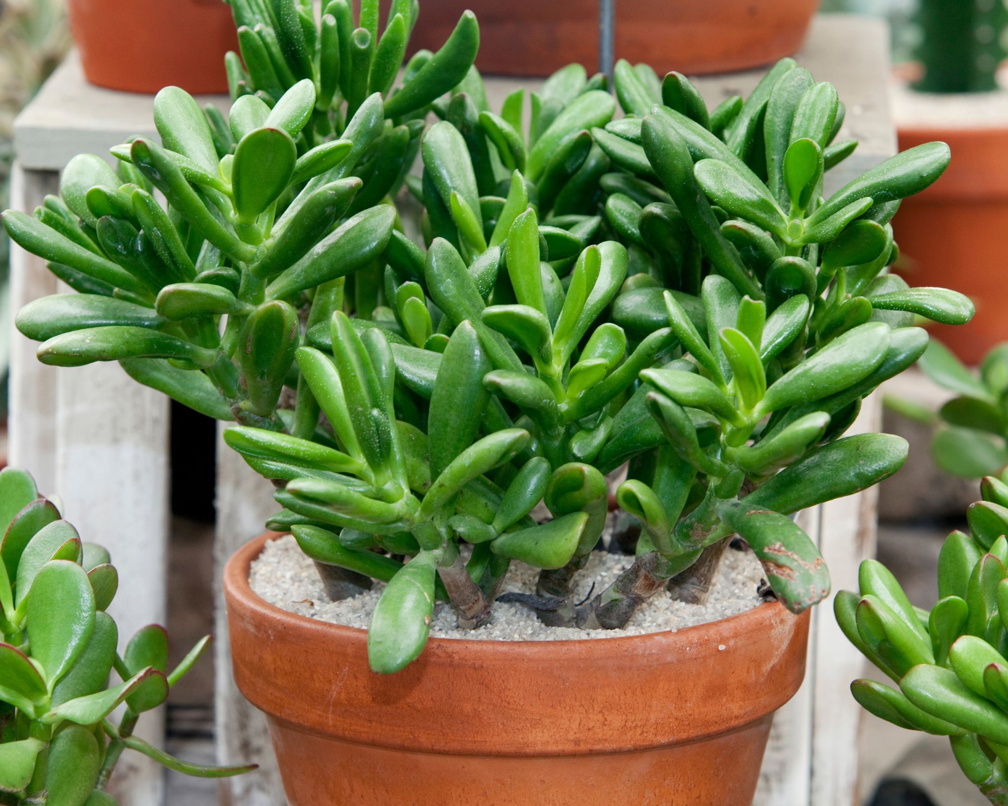 20 Plants With Extremely Long Lifespans – Lasting Beauty for Your ...