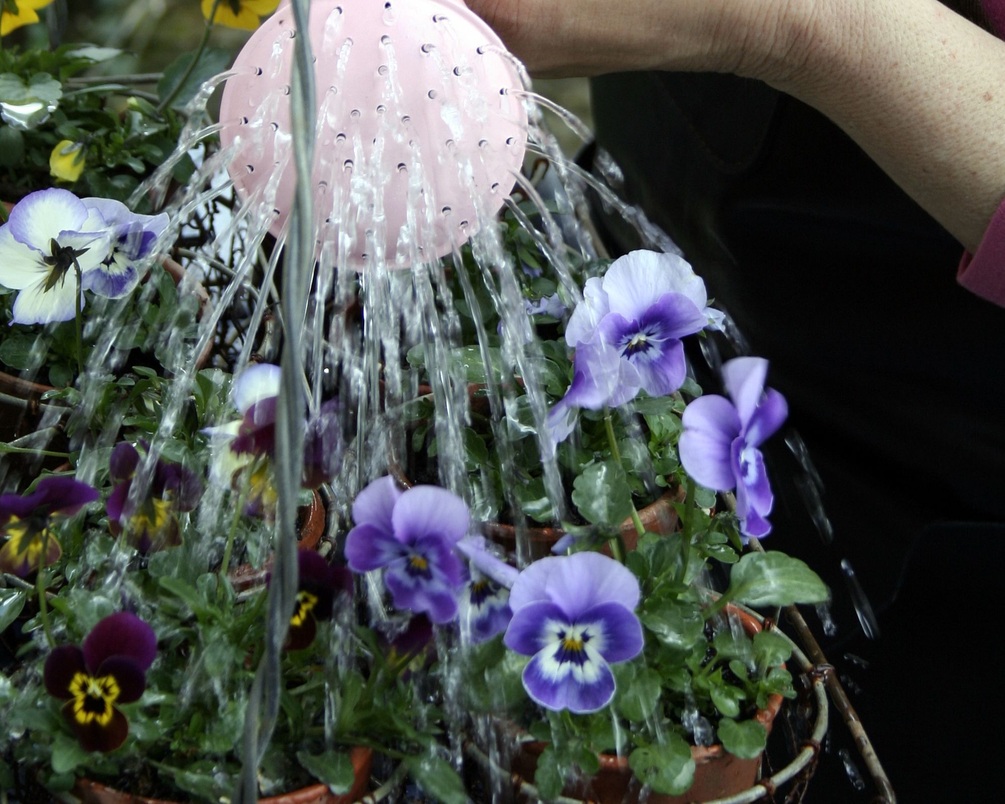 10 Essential Steps to Plant, Grow, and Care for Winter-Perfect Violas ...