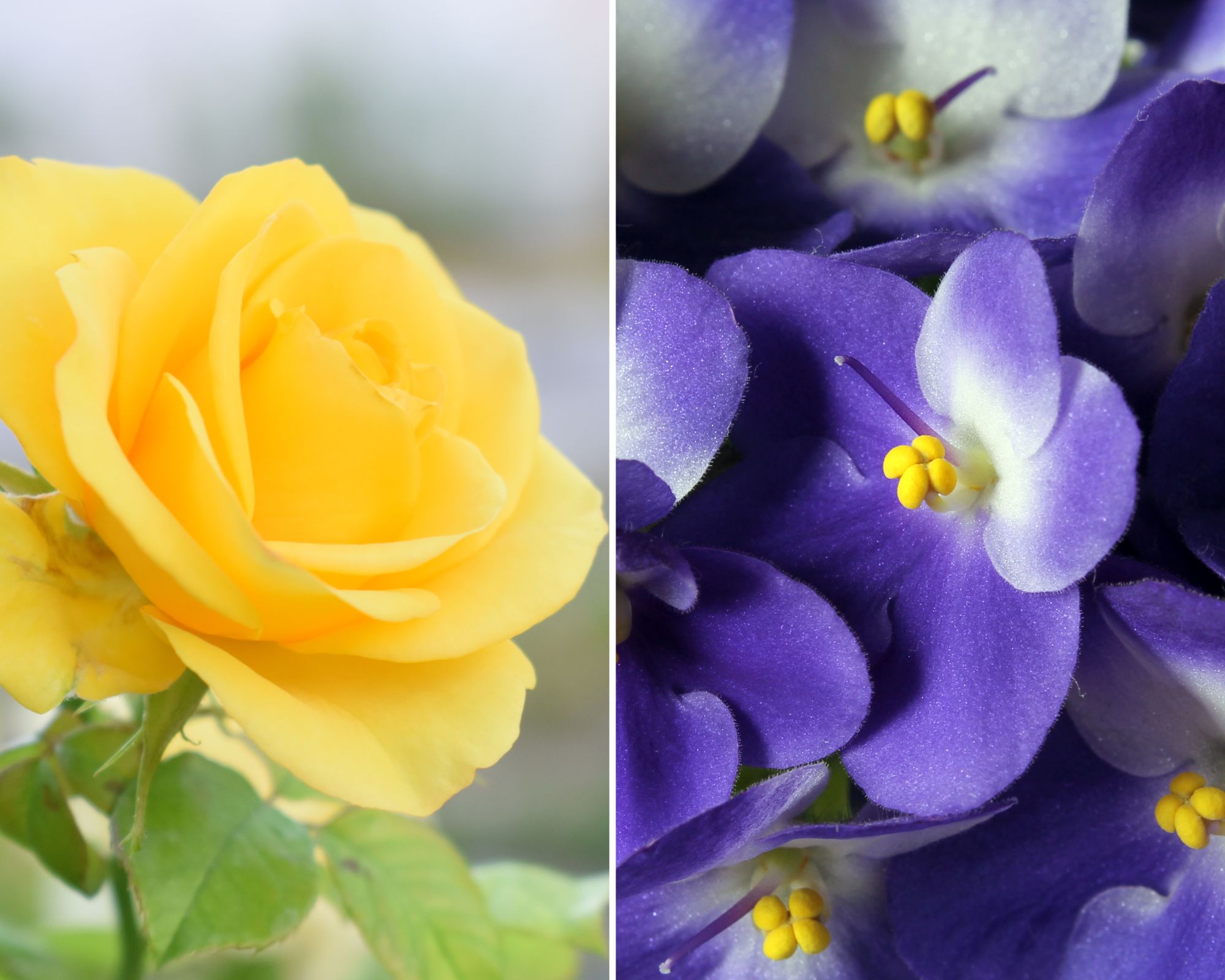 Anniversary Blooms: The Perfect Flower for Each Milestone - Complete ...