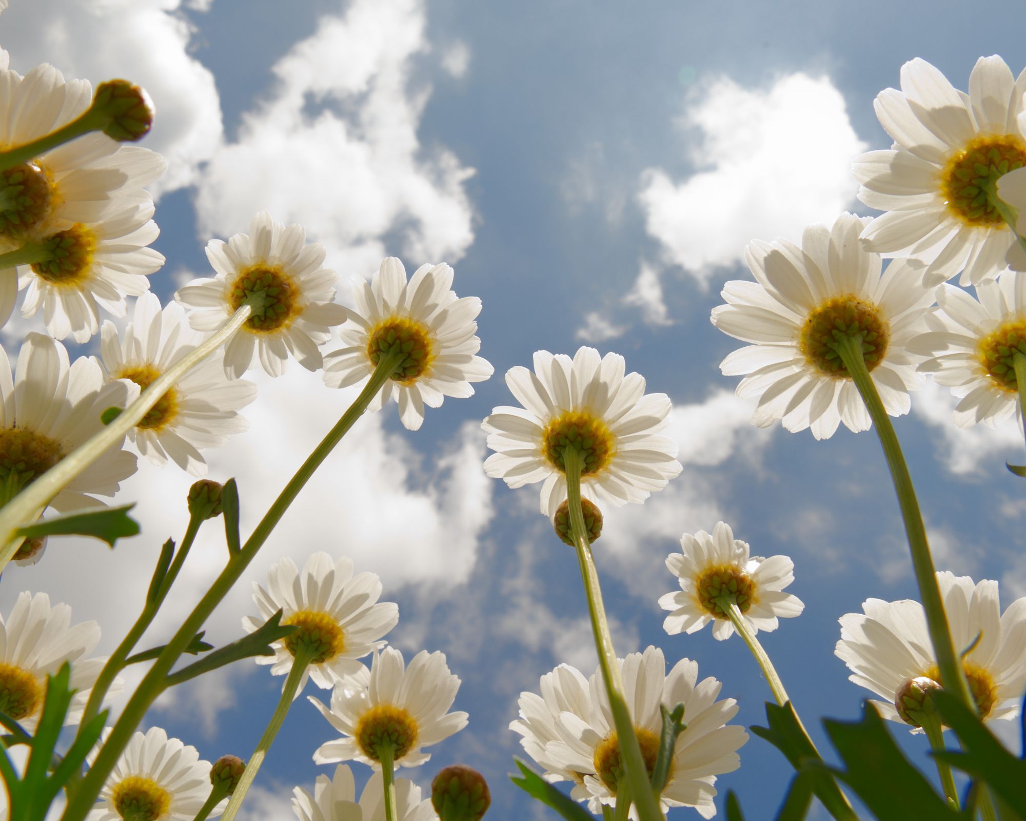 Anniversary Blooms: The Perfect Flower for Each Milestone - Complete ...