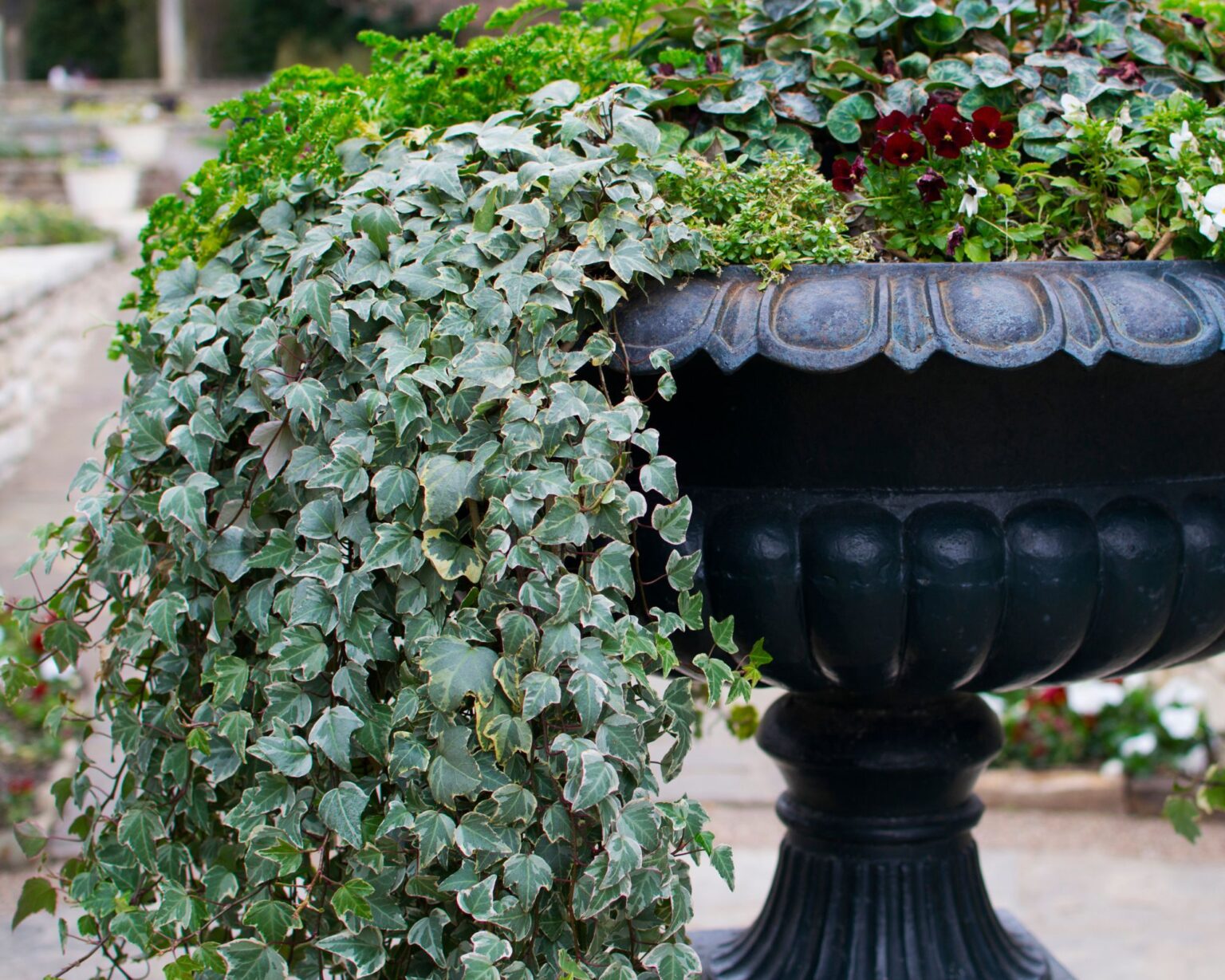 20 Plants With Extremely Long Lifespans – Lasting Beauty for Your ...