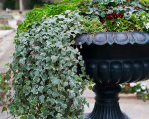 20 Plants With Extremely Long Lifespans – Lasting Beauty for Your ...