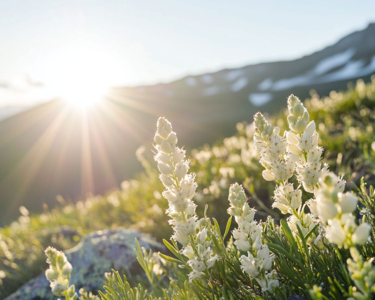 7 Tips for Growing Alpines Successfully - Complete Gardening