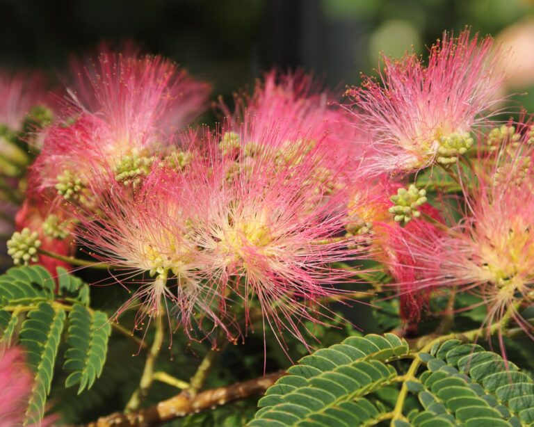 10 Pink Flowering Trees for a Dreamy Garden Full of Color - Complete ...