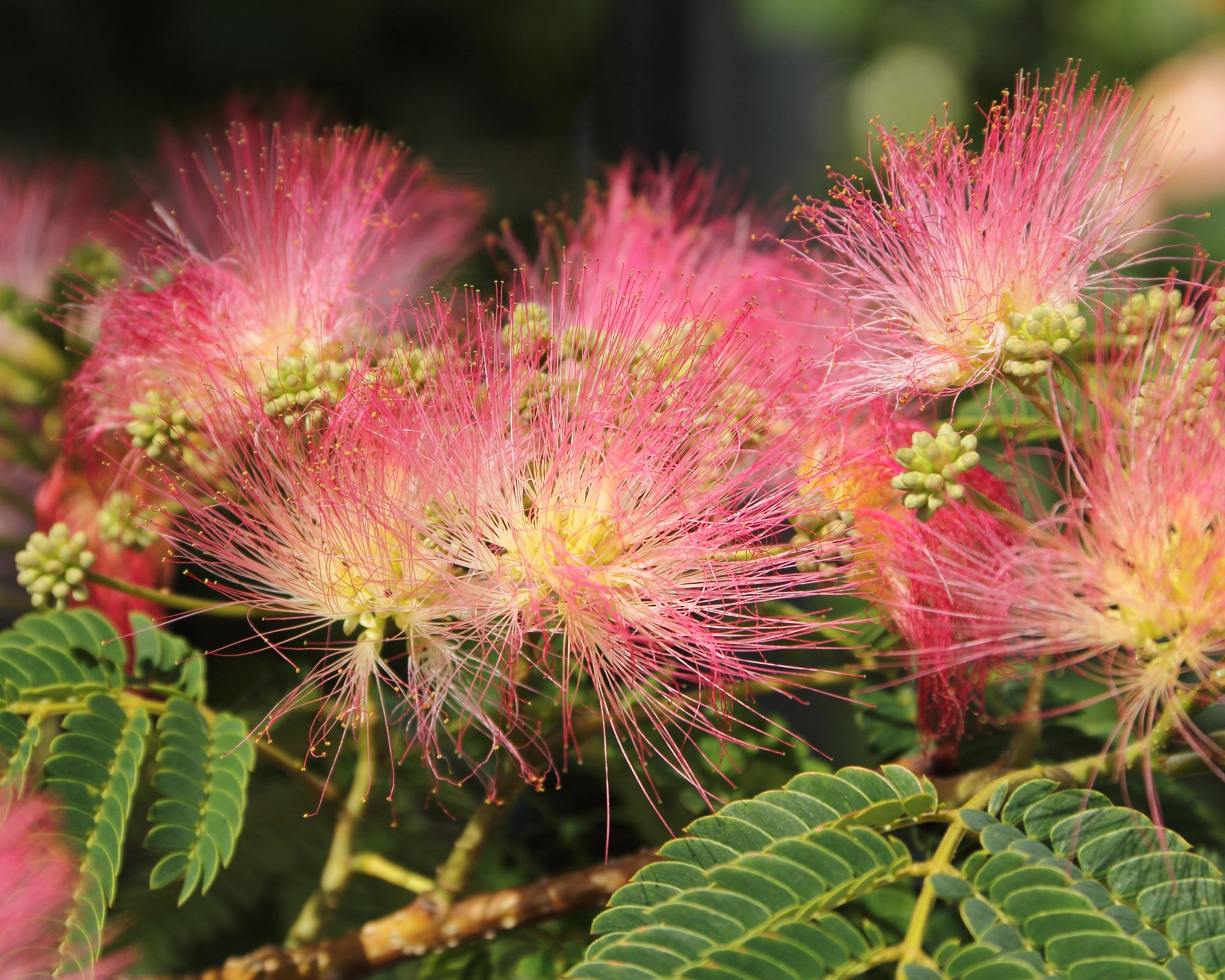 10 Pink Flowering Trees for a Dreamy Garden Full of Color - Complete ...