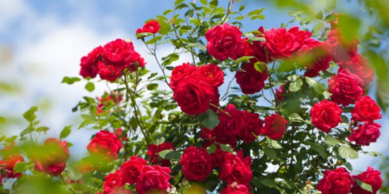 7 Essential Steps to Protect Your Rose Bushes This Winter - Complete ...